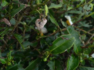 Control Tea looper with Metarhizium anisopliae in Tea