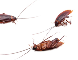 Infection mechanism of Metarhizium anisopliae in cockroach