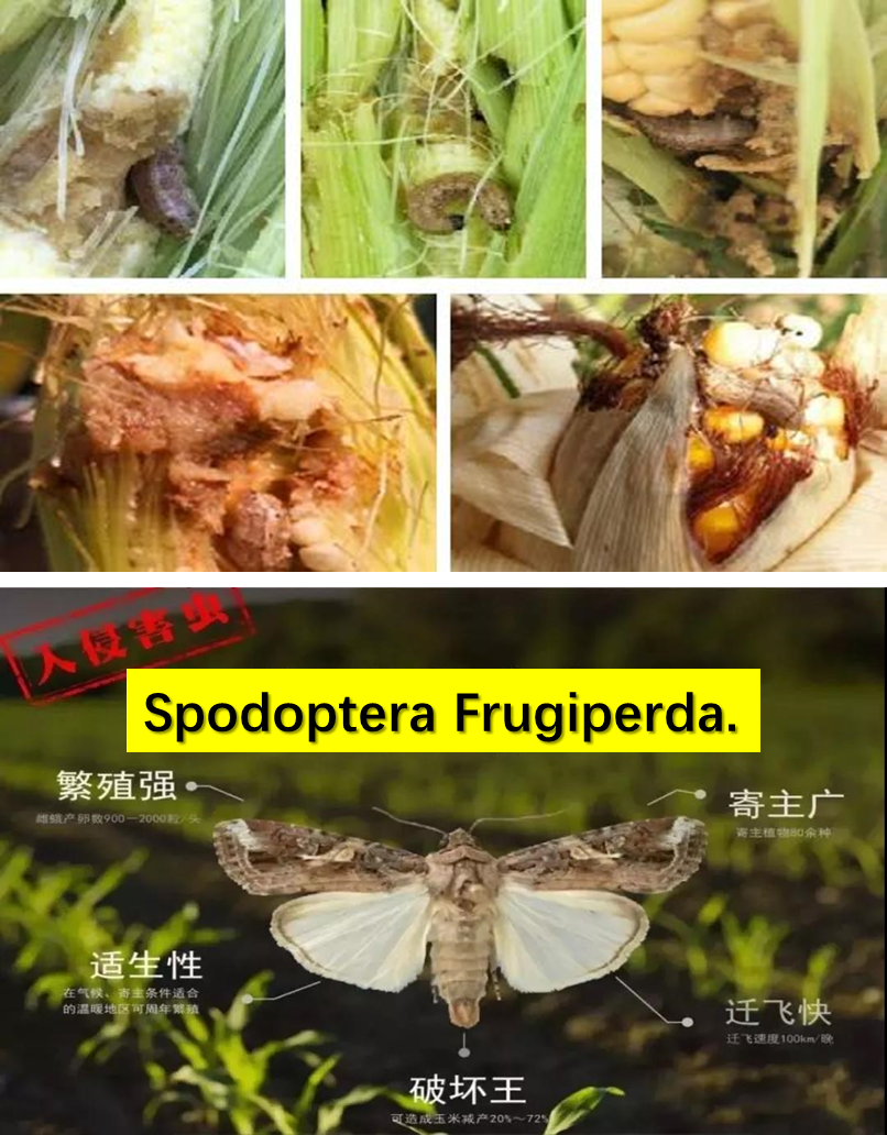 Products recommended for controlling Spodoptera Frugiperda.