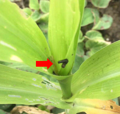 Infected insects by NPV