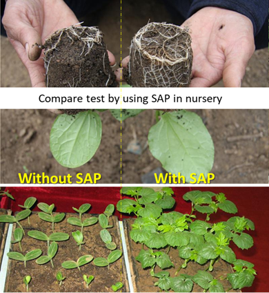 Application of AG-SAP in nursery