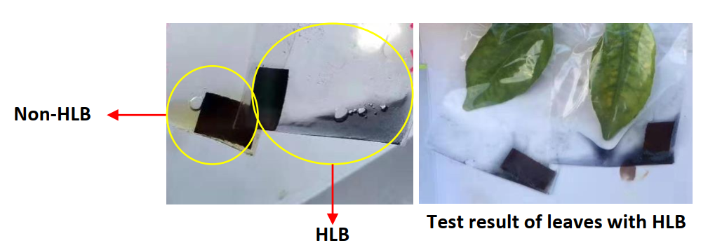 Huanglongbing-HLB detection reagent