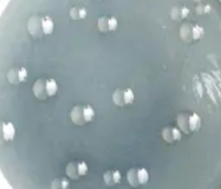 Silicate bacteria/Bacillus mucilaginosus